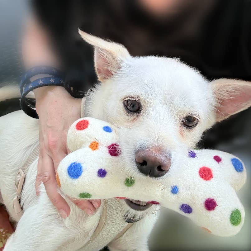 Eco Wool Dog Bones/Toys — Handcrafted Durable Pet Chew and Play Toy Co ...